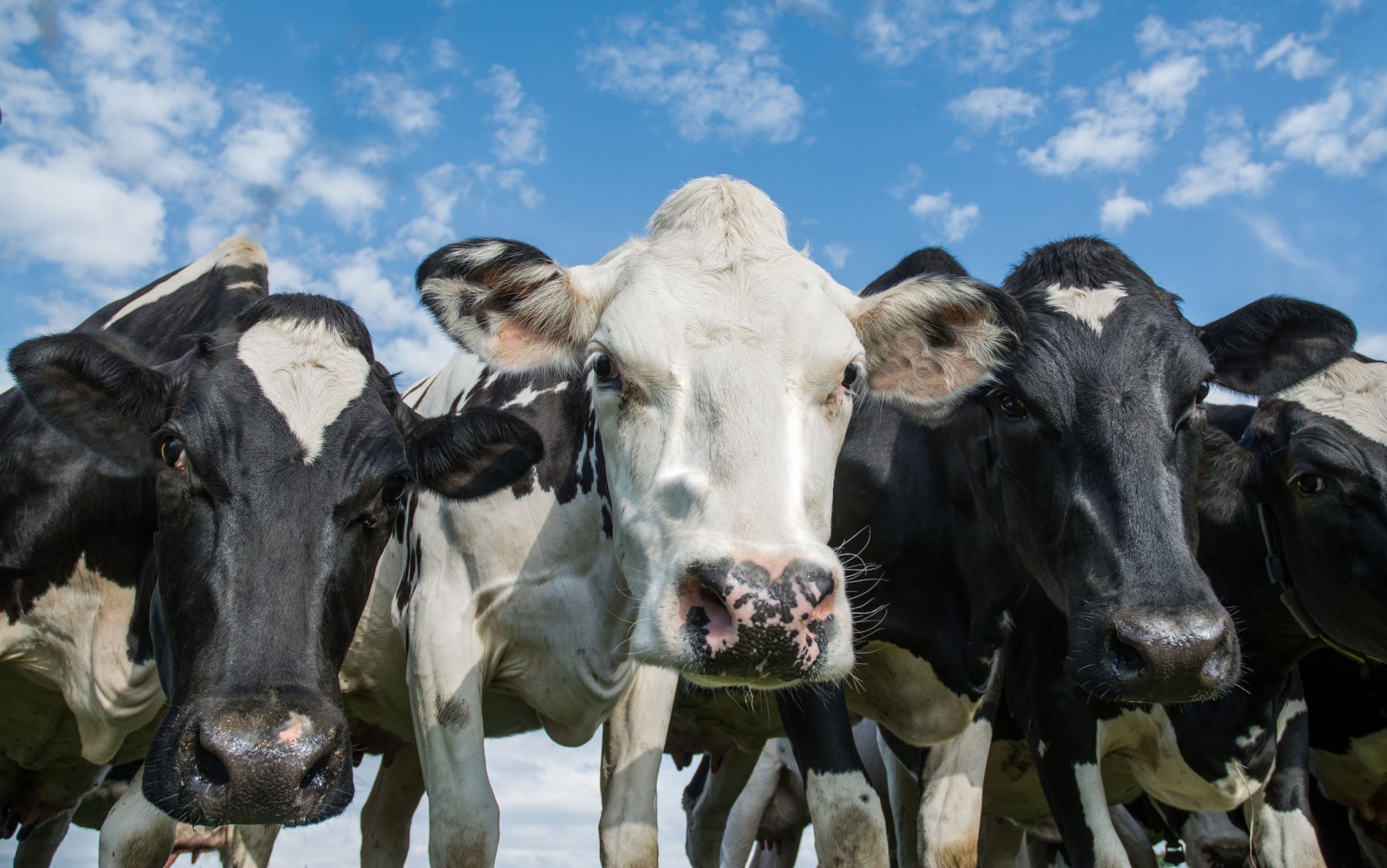 Sacred Cows Senior Living Foresight sacred-cows-senior-living-foresight