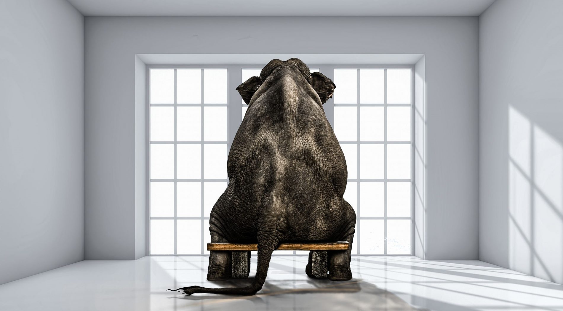 Senior Living's Super Ugly Elephant in the Room - Senior Living Foresight